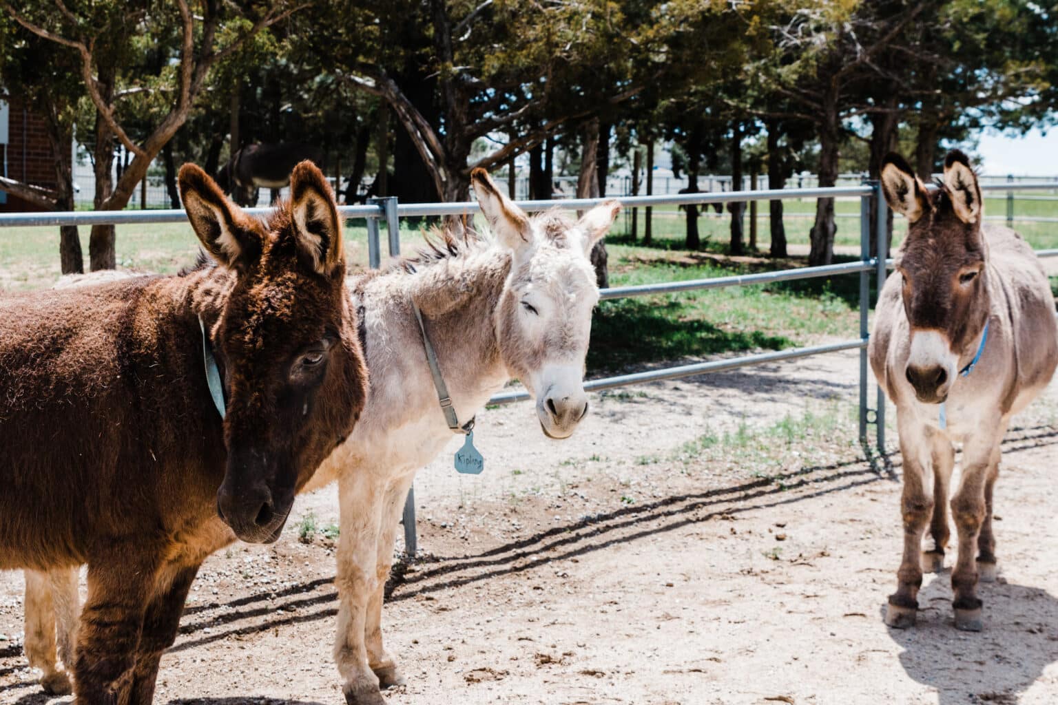 Special Funds - El Pomar Foundation